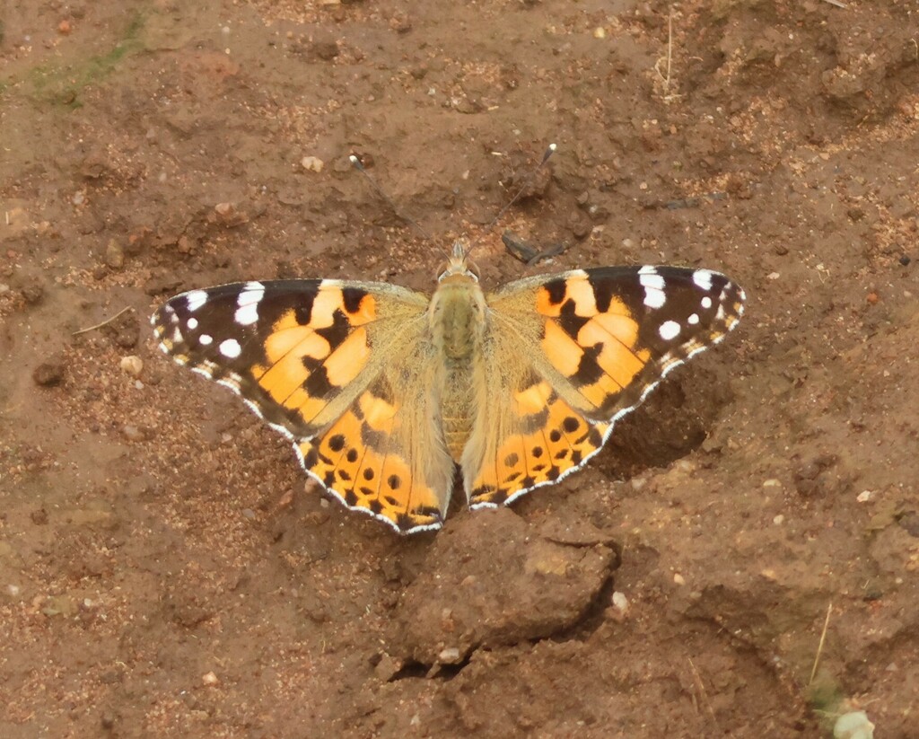 Painted Lady from Kranskloof, Kloof, 3610, South Africa on November 27 ...