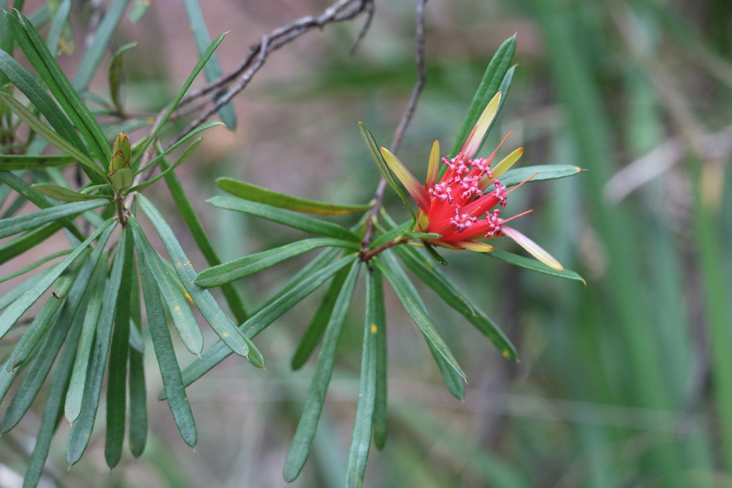 Mountain Devil from Sydney NSW, Australia on November 24, 2023 at 04:23 ...