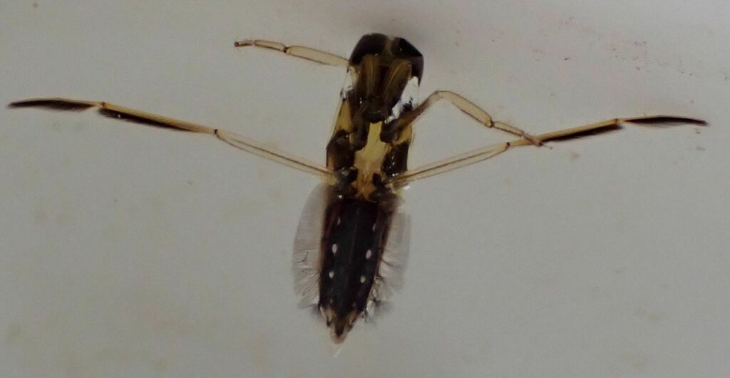 Common Backswimmers from Guanaba Creek, Guanaba QLD 4210, Australia on ...
