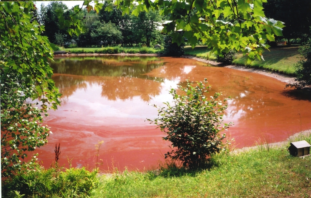 Euglena sanguinea from Lanaudière, QC, Canada on August 17, 1995 at 10: ...