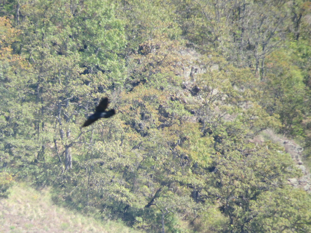 Something from Khashuri Municipality, Georgia on September 23, 2023 at ...