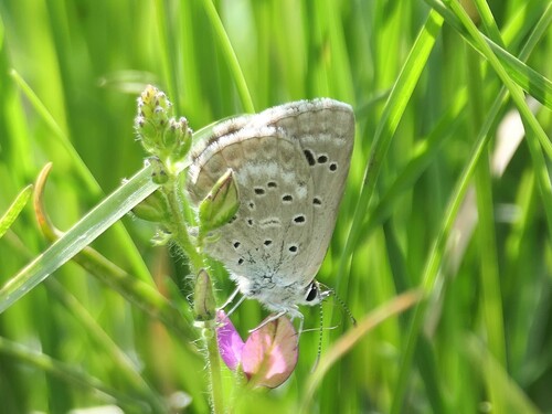Golden Gate Cupid (Orachrysops montanus) · iNaturalist