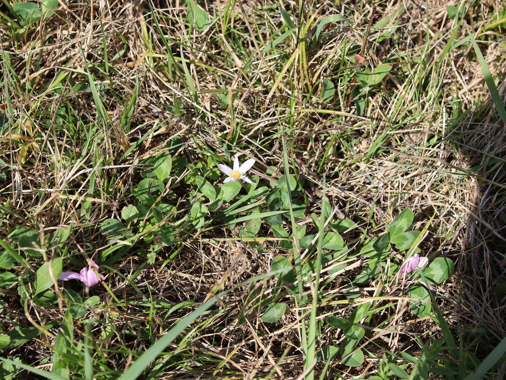 Something from Khashuri Municipality, Georgia on September 23, 2023 at ...