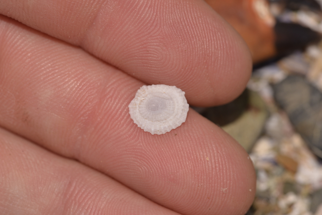Trimusculus conicus from Arrawarra NSW 2456, Australia on November 24 ...