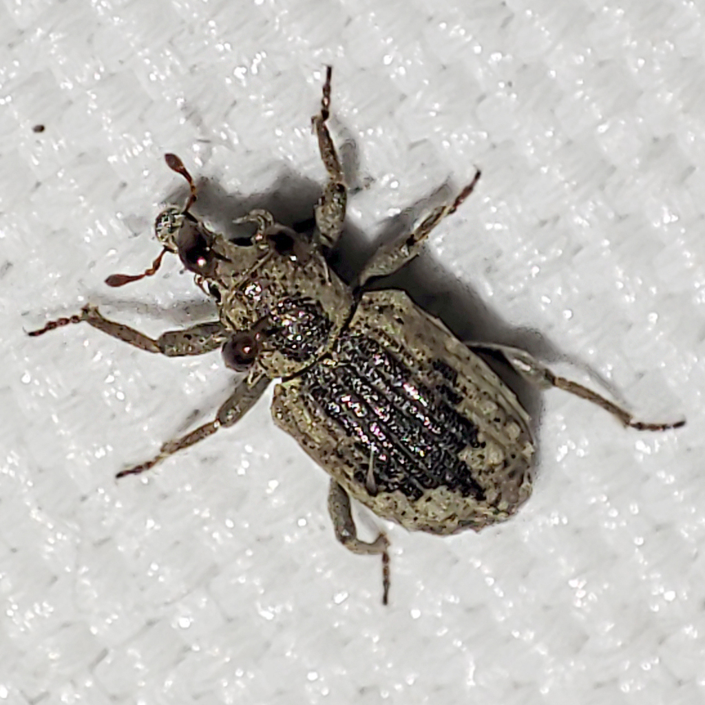 Rice Water Weevil from Сен-Мартен-де-Кро, Франция on June 16, 2023 at ...