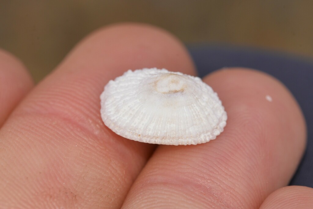Cap-shaped False Limpet from Arrawarra NSW 2456, Australia on November ...