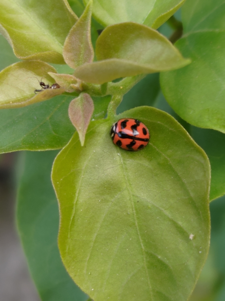 Six-spotted Zigzag Ladybird from Pingtung, TW-TA, TW on November 29 ...