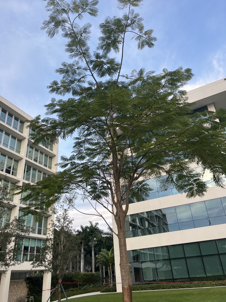 plants from University Of Miami, Coral Gables, FL, US on November 29 ...