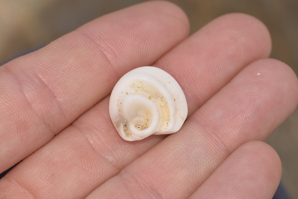 Rough turban shell from Arrawarra NSW 2456, Australia on November 24 ...