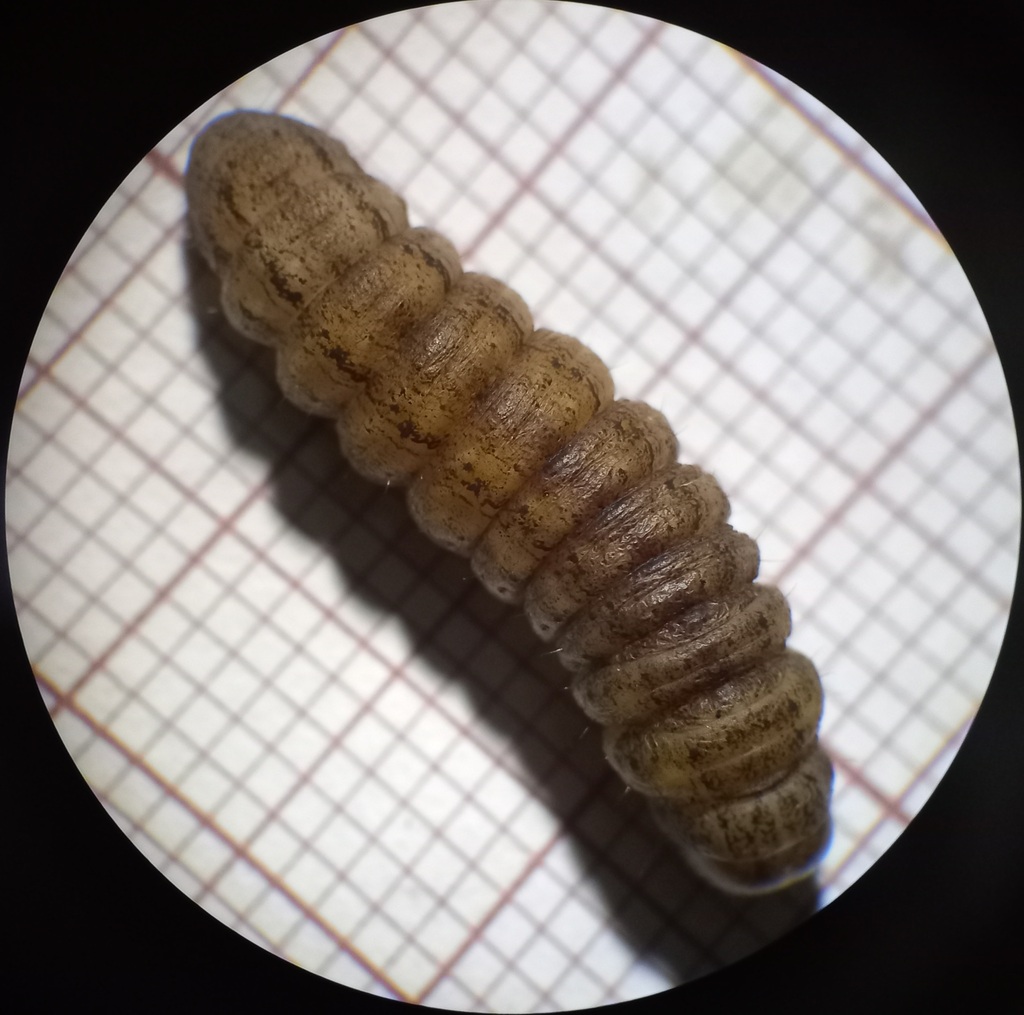 The Cosmopolitan from Escola Secundária José Gomes Ferreira on November ...