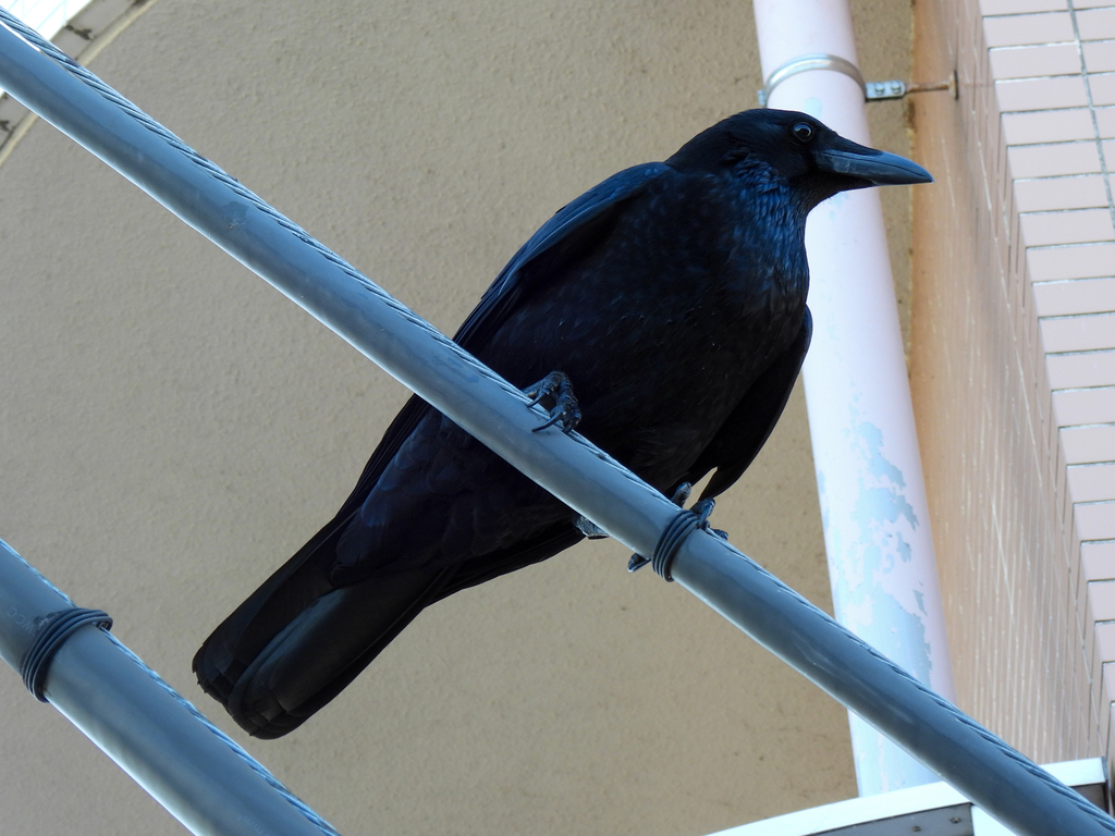 Carrion Crow from Takatsu Ward, Kawasaki, Kanagawa, Japan on November ...