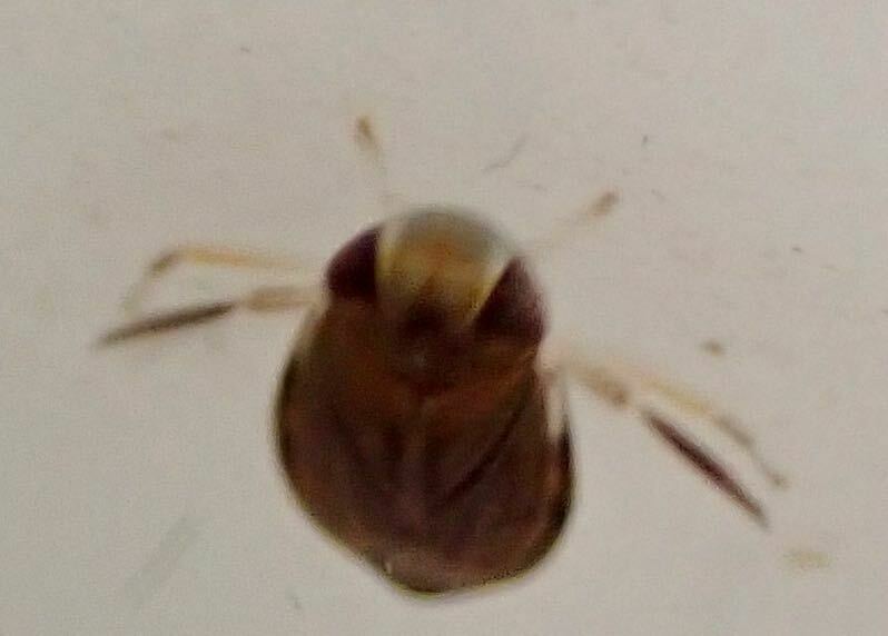Micronecta from Guanaba Creek, Guanaba QLD 4210, Australia on November ...