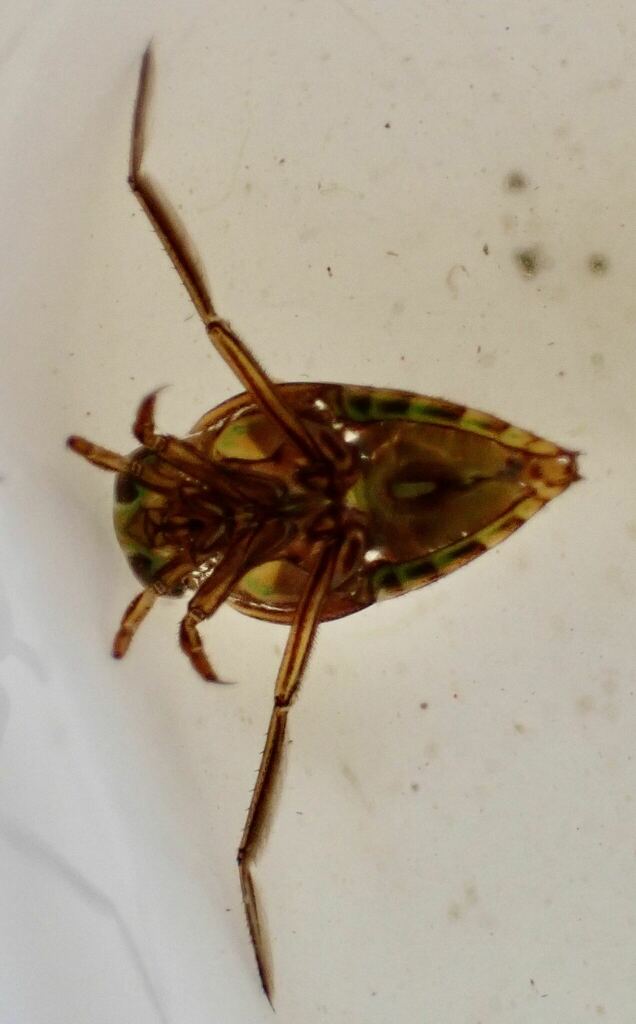 Enithares from Guanaba Creek, Guanaba QLD 4210, Australia on November ...