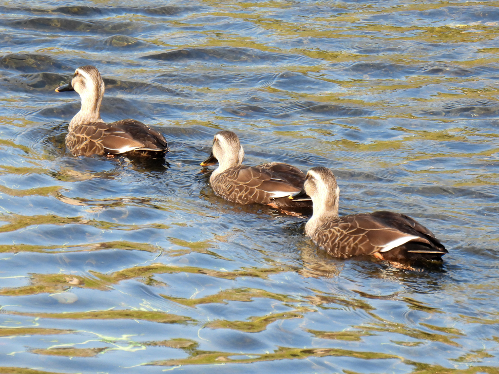 Eastern Spot-billed Duck from Unane, Setagaya City, Tokyo 157-0068 ...