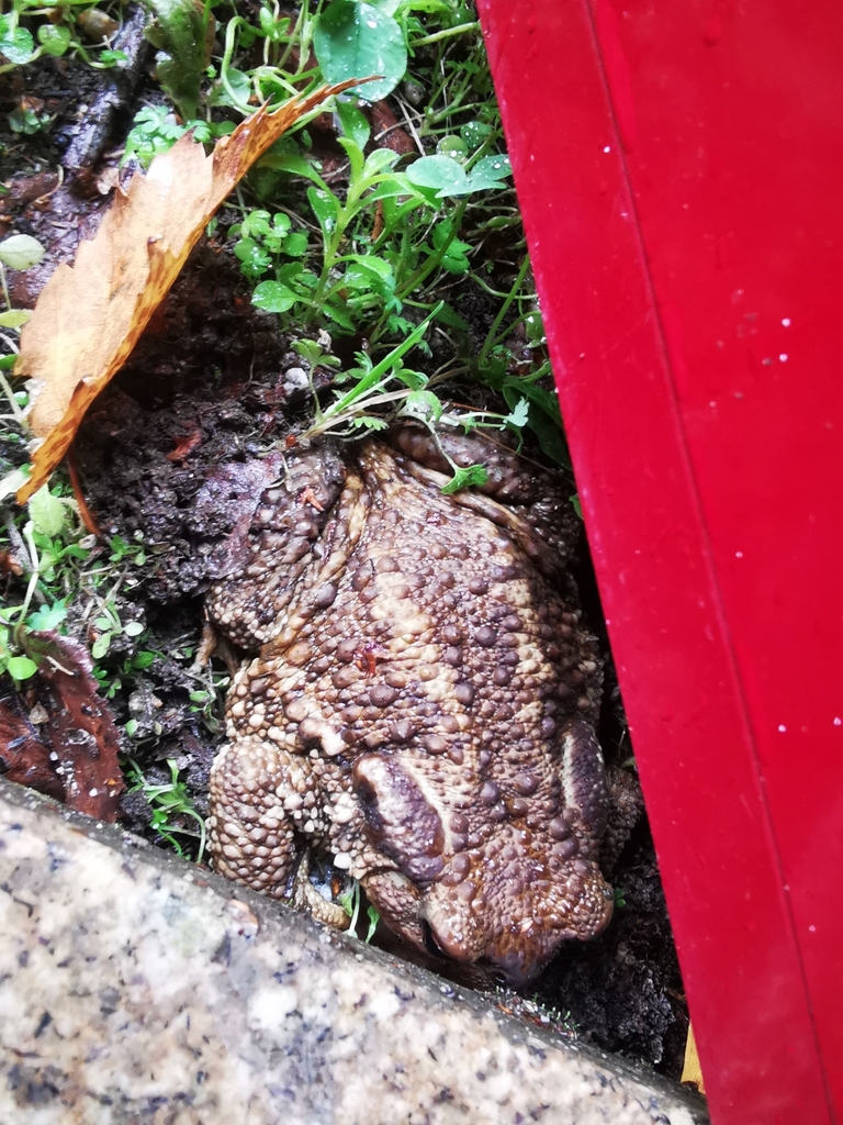 Spiny Toad from 5460 Vilar, Portugal on November 29, 2023 at 11:13 AM ...
