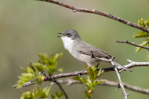 Hume's Whitethroat (Subspecies Curruca curruca althaea) · iNaturalist