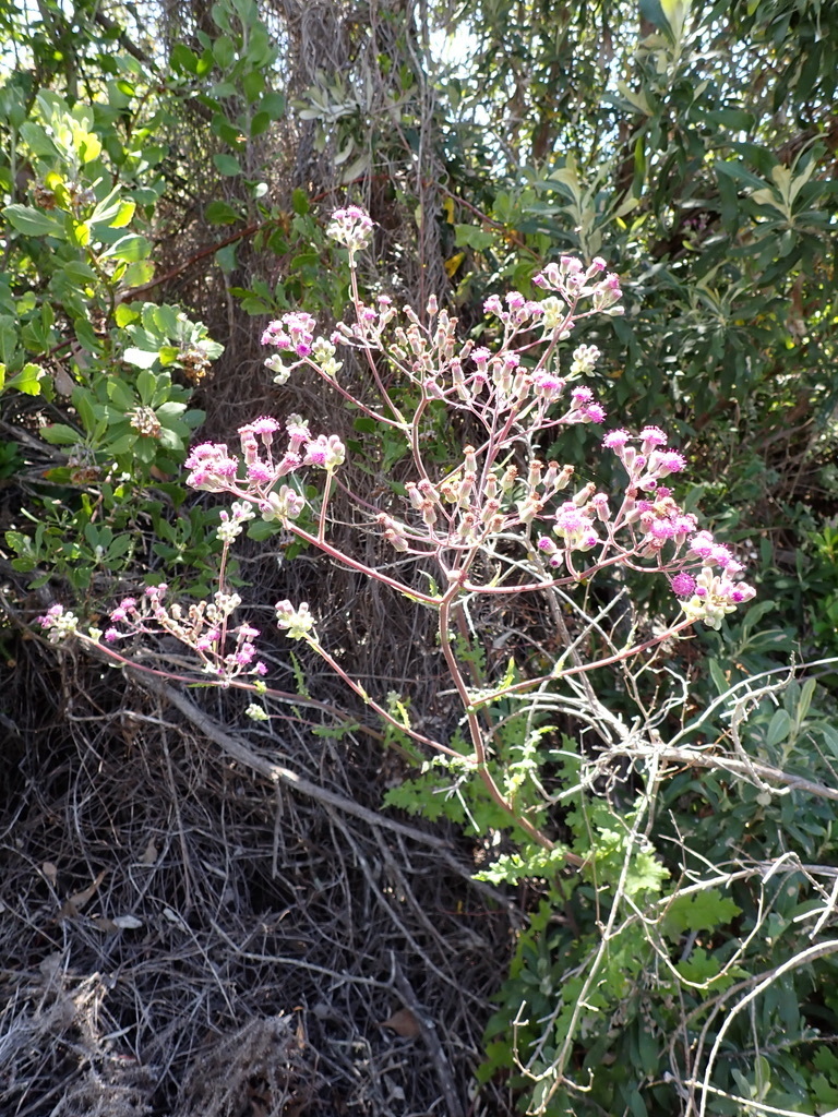 Purple Ragwort from Brenton-on-Sea, South Cape, South Africa on 27 ...