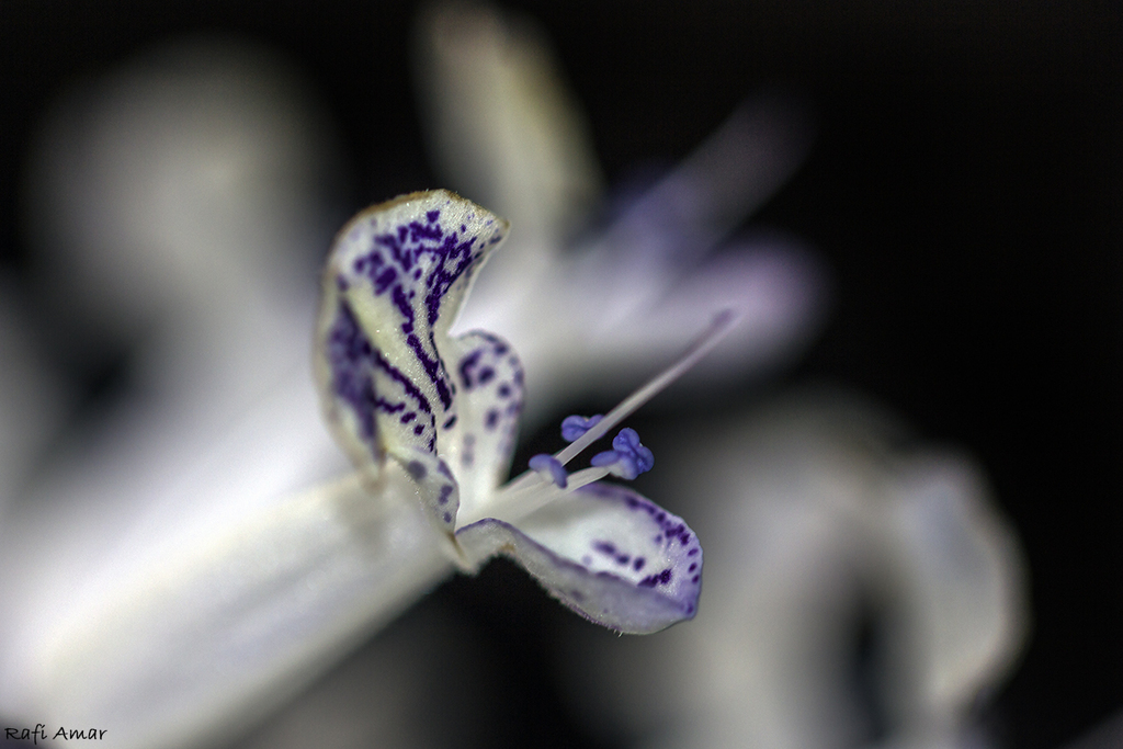 spurflowers from Singapore on August 28, 2014 at 09:33 AM by Rafi Amar ...
