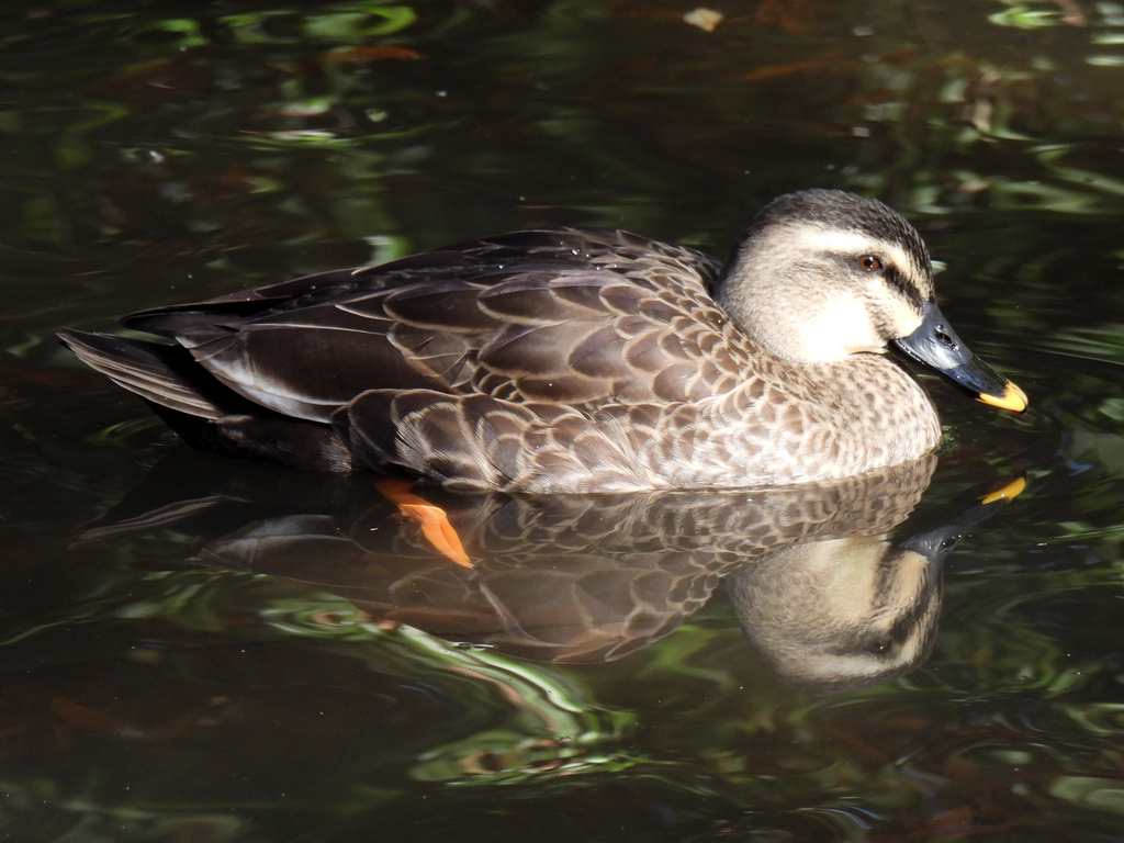 Eastern Spot-billed Duck from Kitami, Setagaya City, Tokyo 157-0067 ...