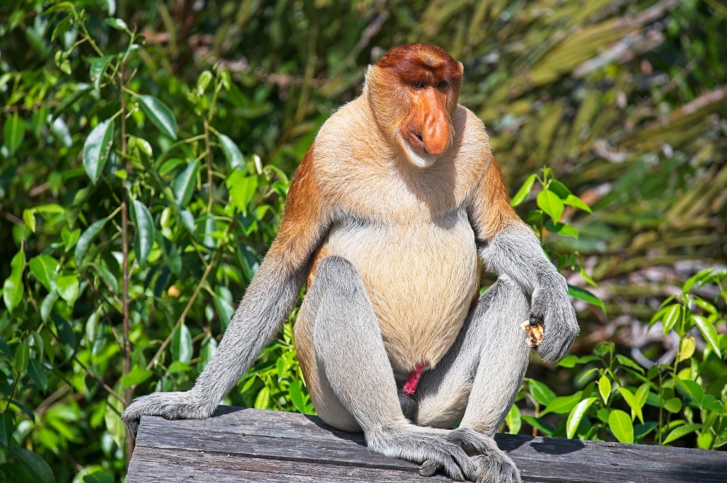 Proboscis Monkey in October 2023 by Alex · iNaturalist