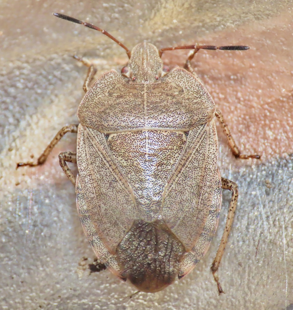 Elf Shoe Stink Bug from Potomac, MD, USA on November 25, 2023 at 02:47 ...