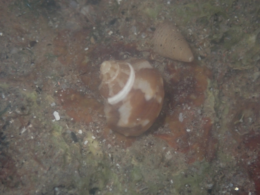 Turbo Snails from San Felipe, B.C., Mexico on November 25, 2023 at 06: ...