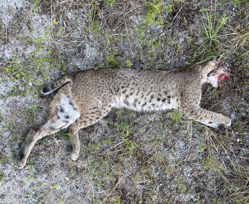 Eastern Bobcat from Sardinia St SE, Palm Bay, FL, US on November 29, 2023 at 08:14 AM by ...