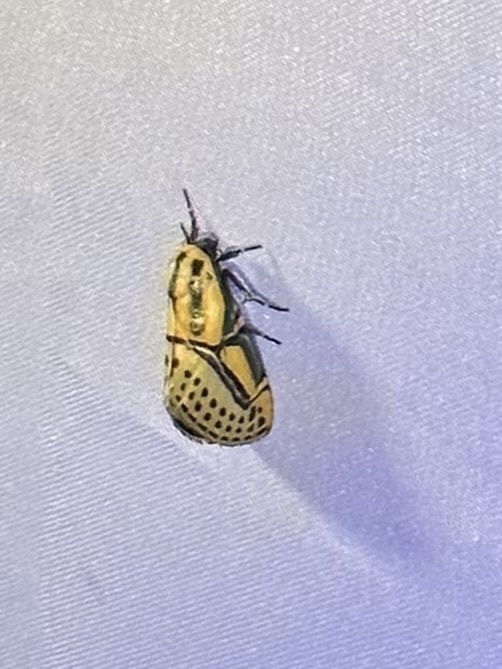 Hieroglyphic Moth from Calle Vieja (Camino de Carretas), Atenas ...