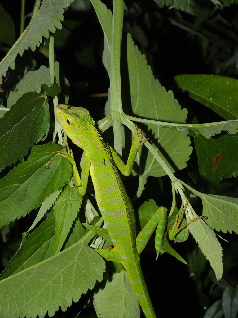 Great Crested Canopy Lizard from banyuwindu on November 23, 2023 by ...