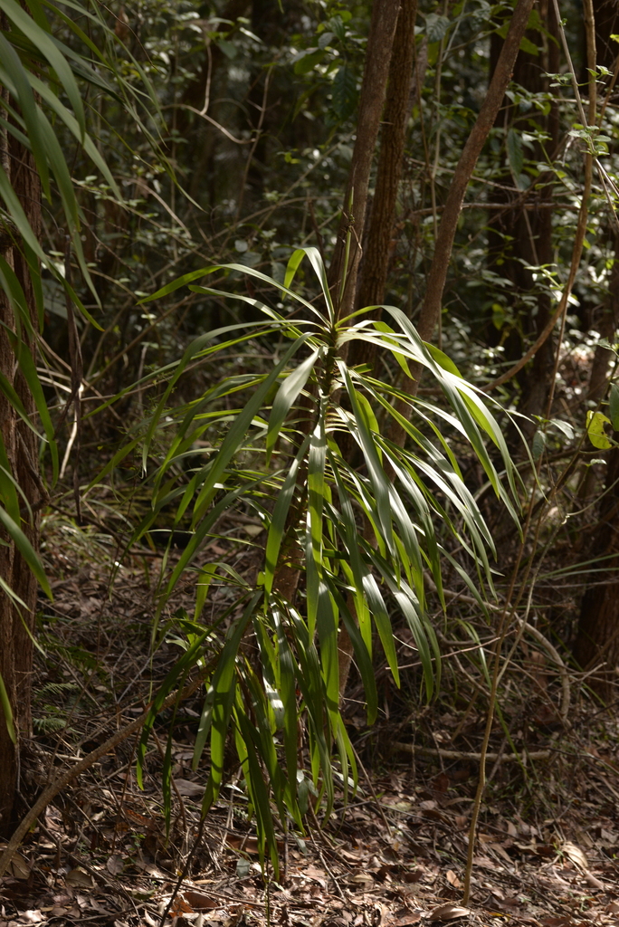 Slender Palm Lily from Bucca NSW 2450, Australia on November 24, 2023 ...