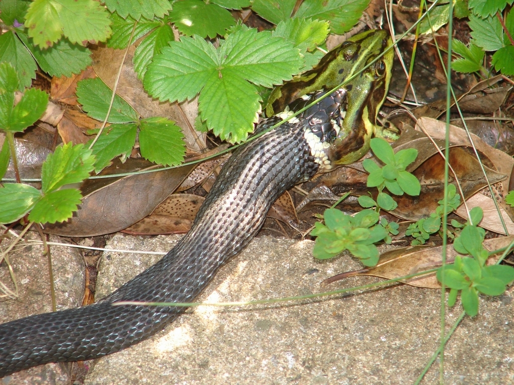 grass snake from 2830 Virum, Danmark on August 9, 2006 at 02:24 PM by ...