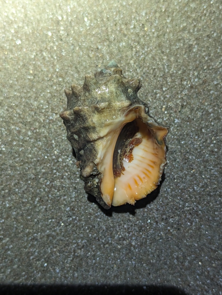 Neorapana tuberculata from San Felipe, B.C., Mexico on November 25 ...