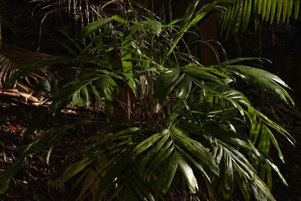 Walking stick palm from Bucca NSW 2450, Australia on November 24, 2023 at 05:02 PM by Nick ...