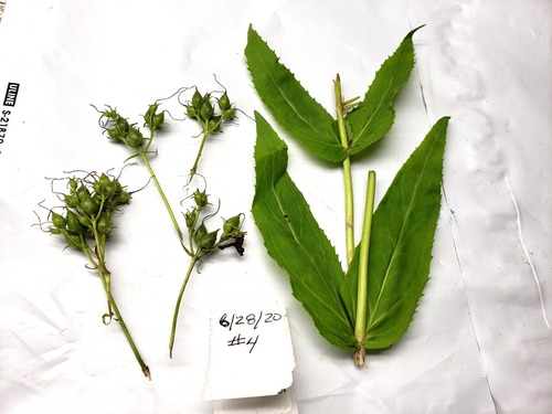 Observations by ed308 · iNaturalist