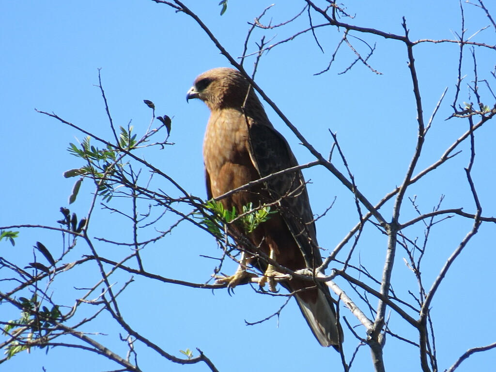 Common Buzzard from City of Cape Town, Western Cape, South Africa on ...