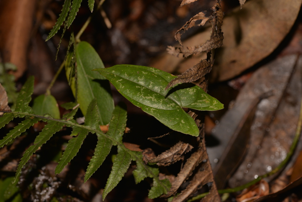 Common Yam Vine from Bucca NSW 2450, Australia on November 24, 2023 at 05:10 PM by Nick Lambert ...