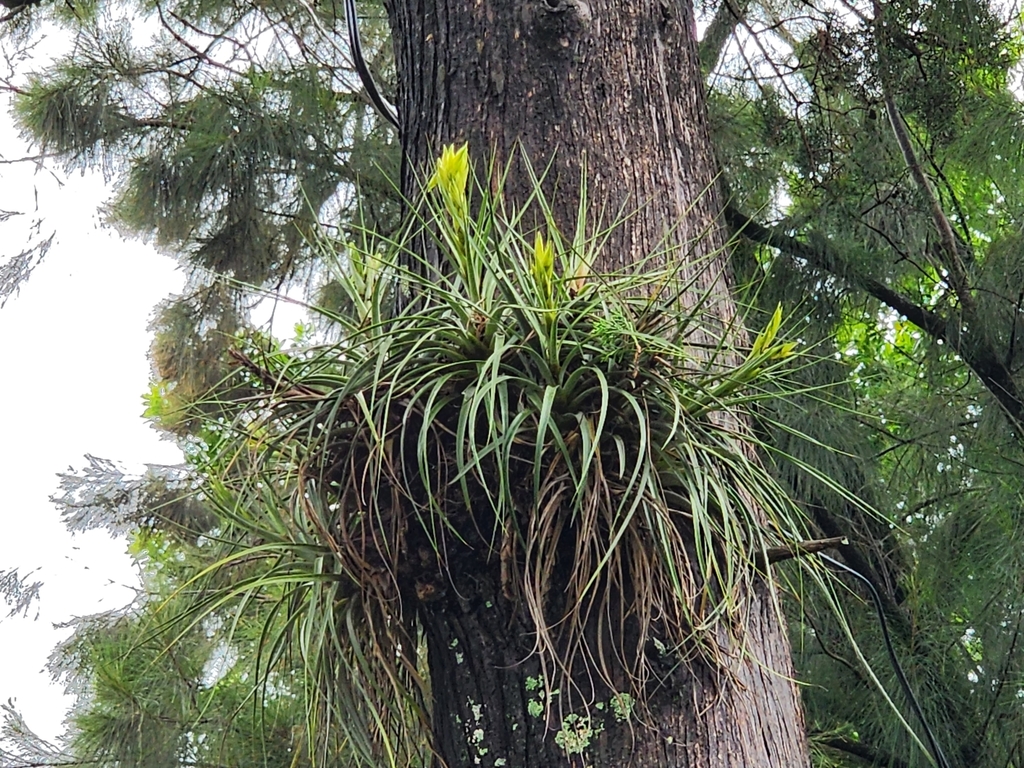 cardinal airplant from WWMJ+Q3X, San José, El Carmen, 10101, Costa Rica ...