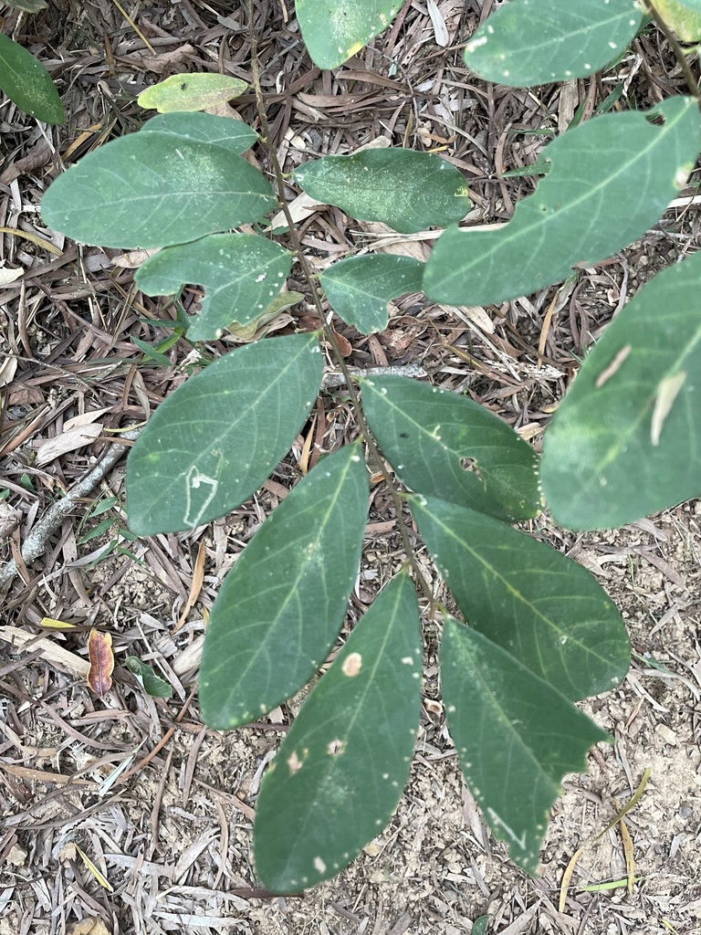 Pop-gun Seed from 361台灣苗栗縣造橋鄉 on November 29, 2023 at 02:33 PM by ...