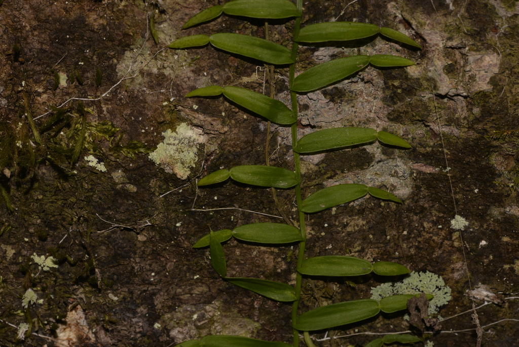 candle vine from Karangi NSW 2450, Australia on November 24, 2023 at 06:24 PM by Nick Lambert ...