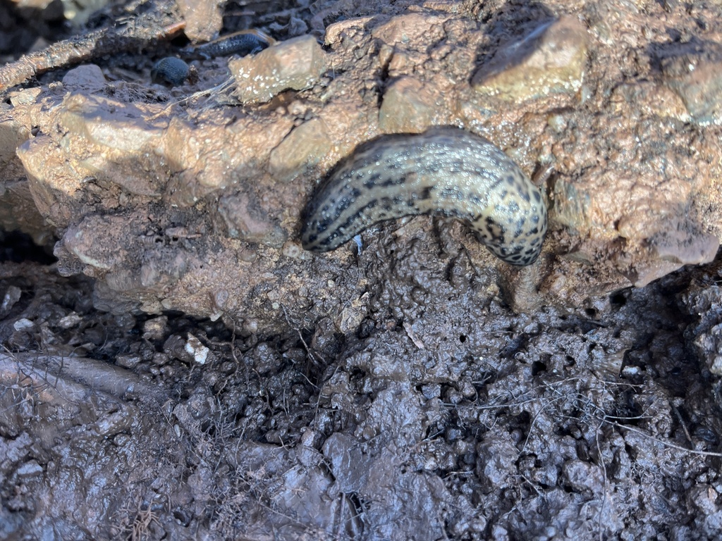 Leopard Slug from Red Lane Rd, Birdsboro, PA, US on November 29, 2023 ...
