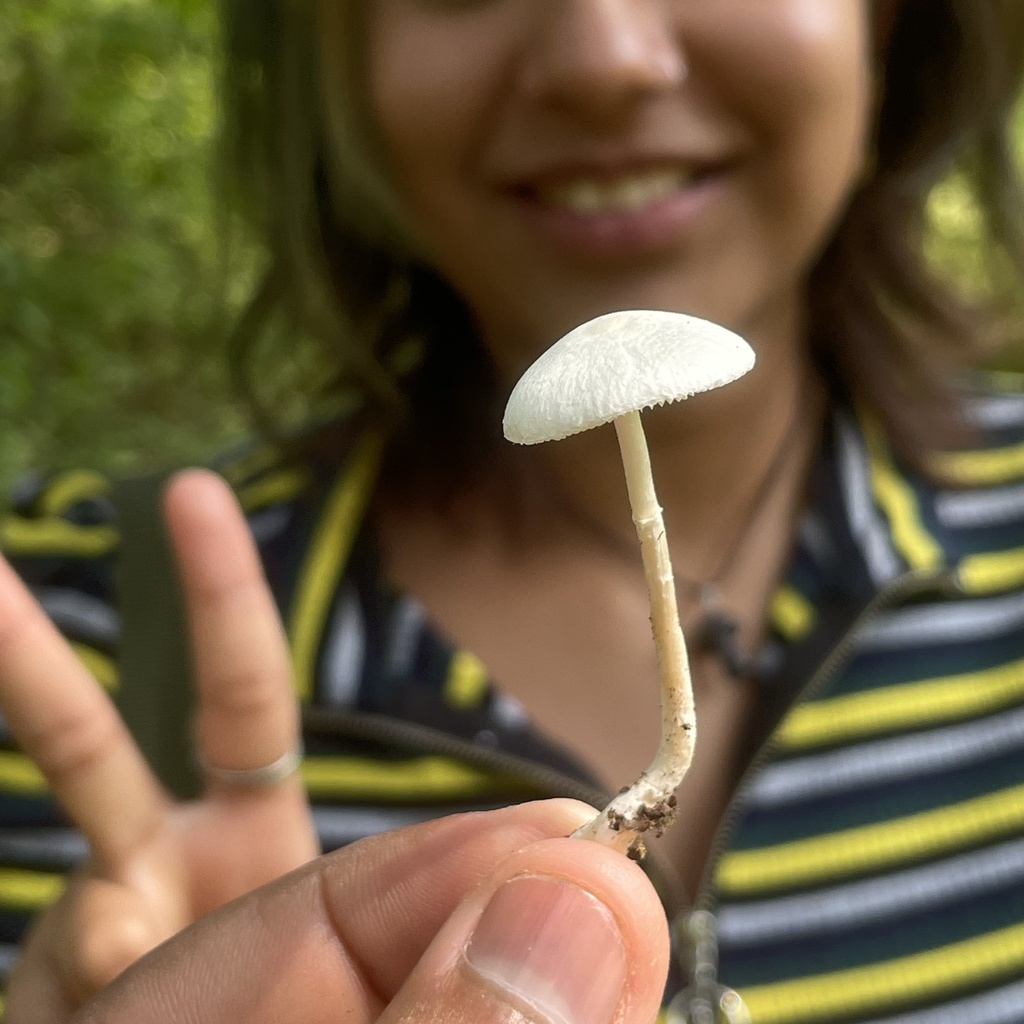 Skullcap Dapperling from Universidad Autonoma del Estado De Morelos ...
