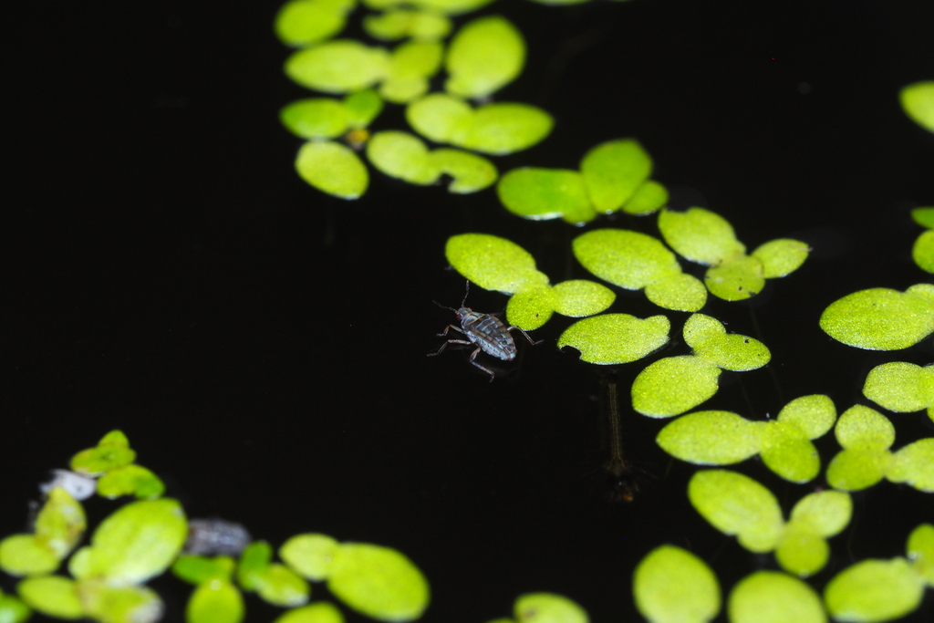 Microvelia from Cloverdale, wa on November 27, 2023 at 07:23 PM by ...