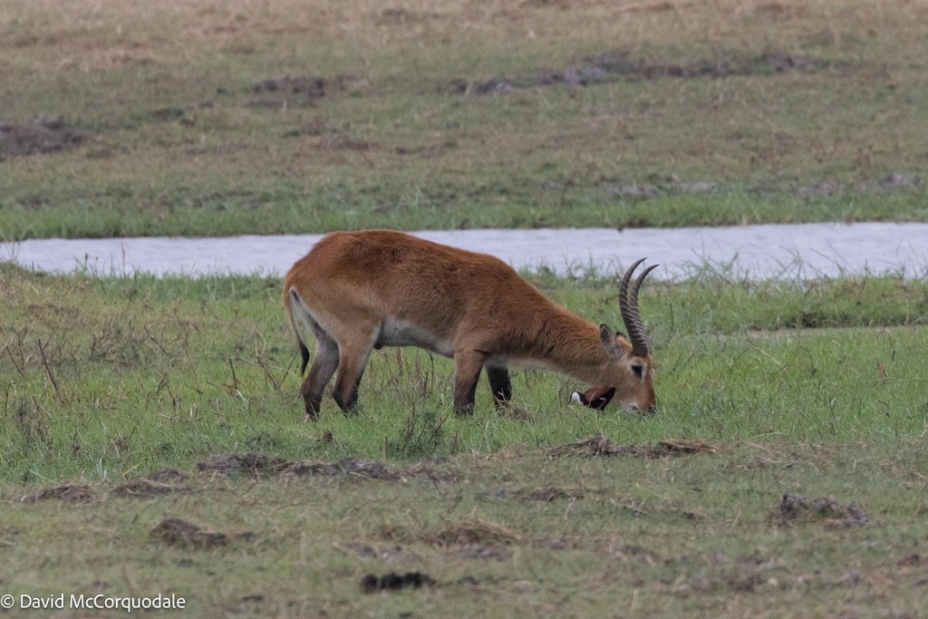 Red Lechwe in November 2023 by David McCorquodale. Also African Jacana ...
