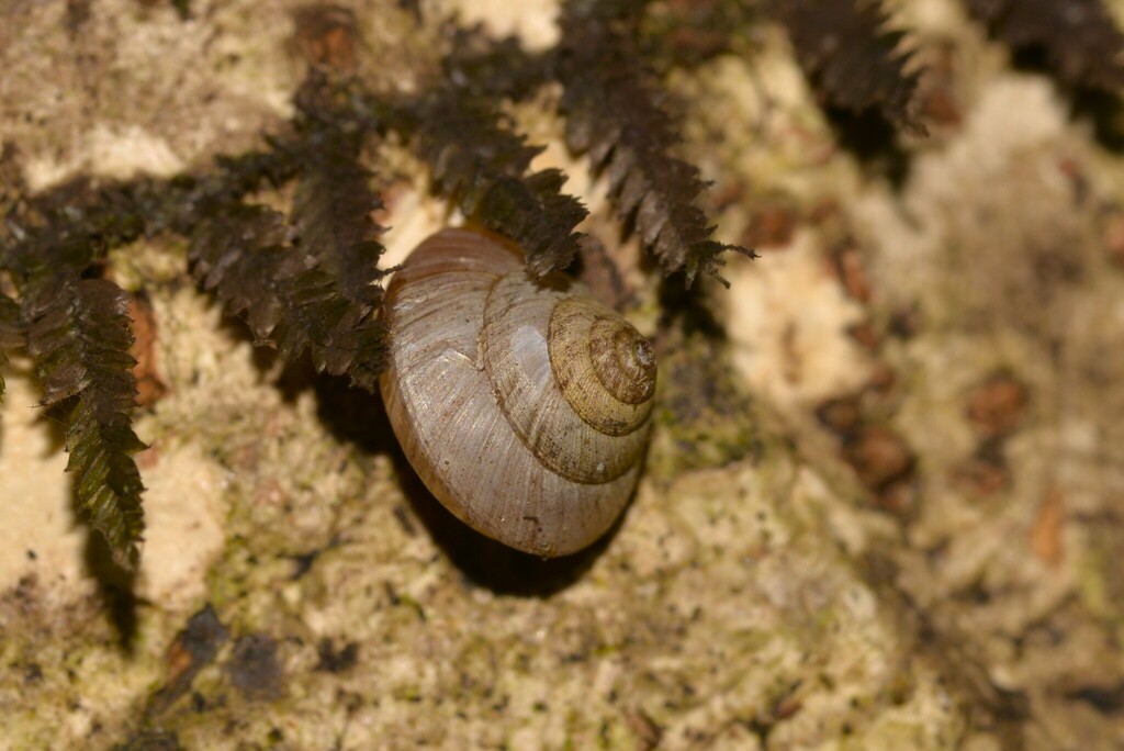 Southern Conical Pinwheel Snail from Karangi NSW 2450, Australia on ...