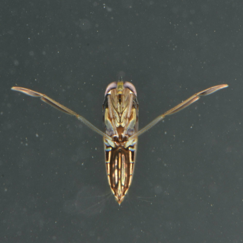 Common Backswimmers from Mumbwa, Zambia on November 2, 2023 at 05:37 PM ...