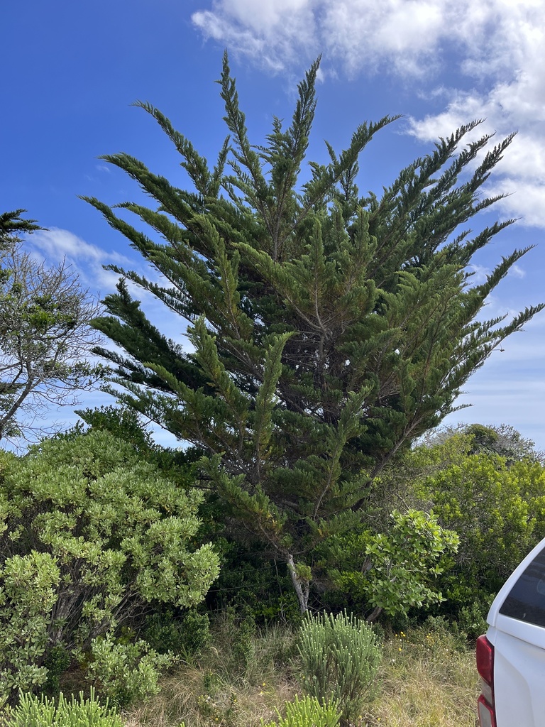cypresses from Overberg District Municipality, South Africa on November ...