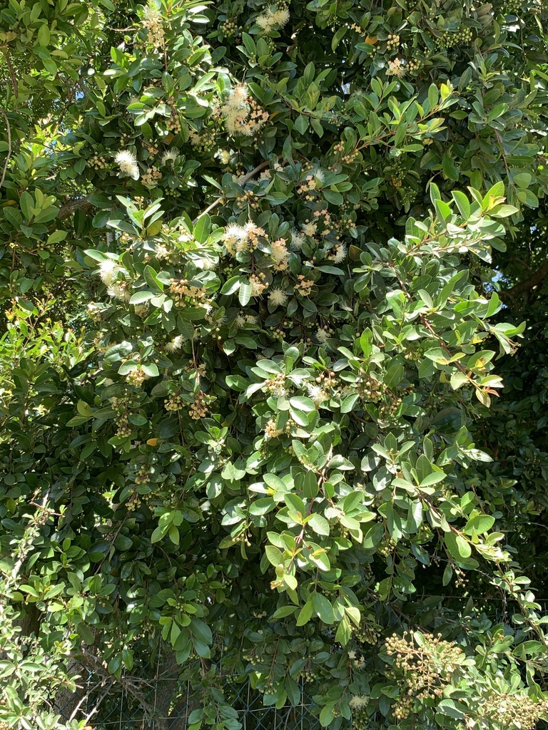 scrub cherry from Bonniemile, Stellenbosch, WC, ZA on November 29, 2023 ...
