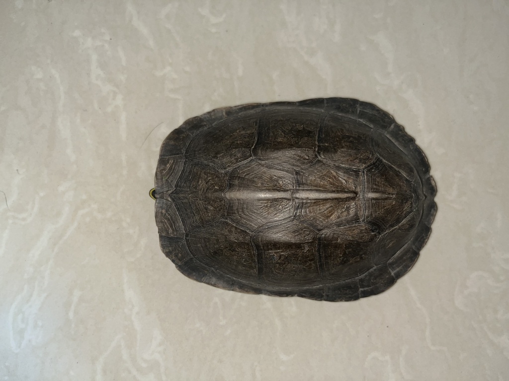 East Indian Box Turtle in November 2023 by nox_oculi · iNaturalist