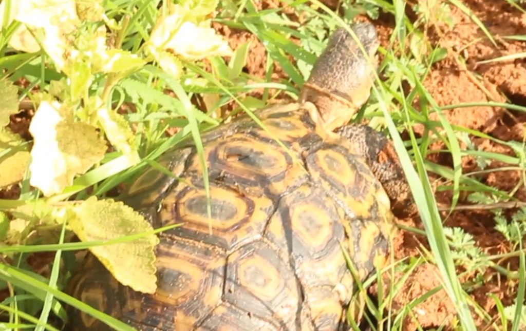 Bell’s Hingeback Tortoise from Rubirizi, Uganda on July 3, 2018 at 03: ...