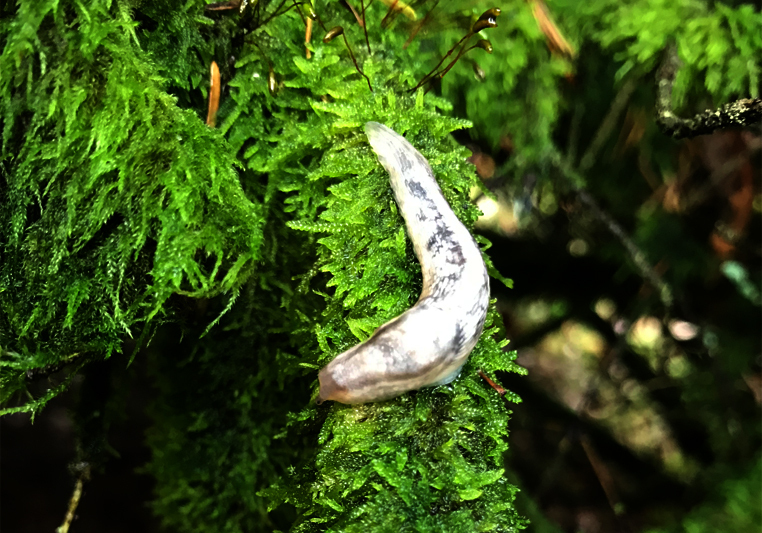 Tree slug from Goudhurst, UK on November 27, 2023 at 03:15 PM by Eric ...